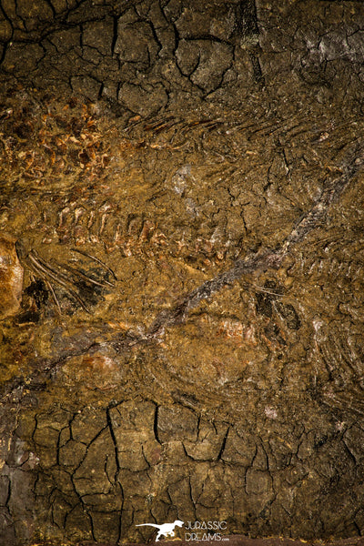 Eocene 9.84 Inch Cyclurus kehreri Fossil Fish - Messel Shale – Jurassic ...