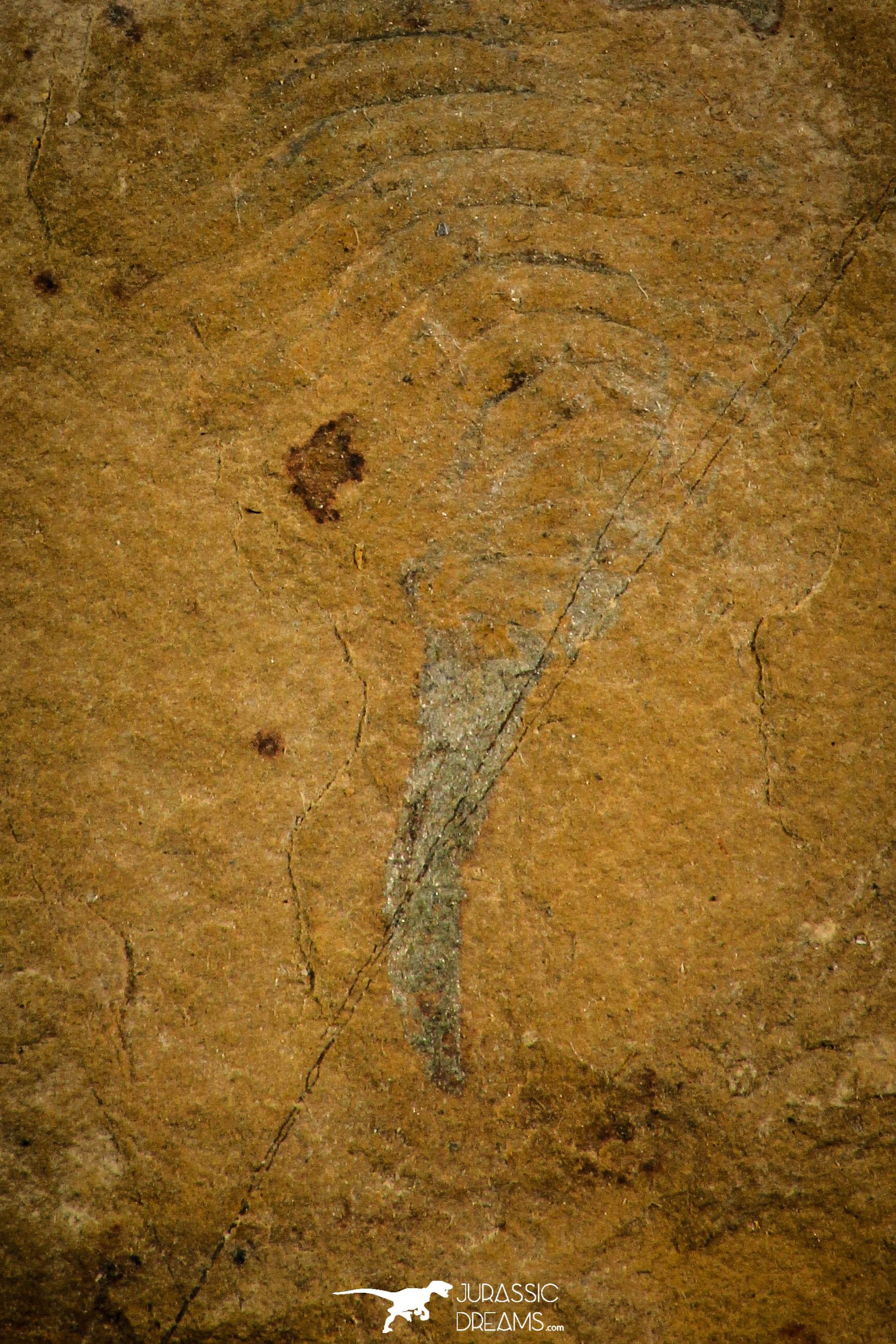 Museum Grade Beckwithia type Cambrian Aglaspid Middle Cambrian Utah ...