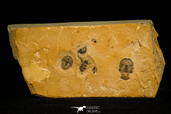 Association of 4 Cedaria minor Middle Cambrian Trilobites Utah USA ...