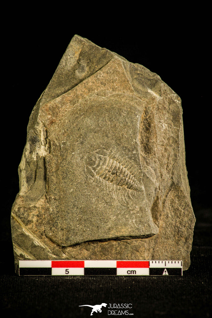Well Preserved 0.76 Inch Bathynotus kueichouensis Early Cambrian ...
