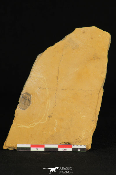 Top Rare Cedaria minor Upper Cambrian Trilobite Utah USA – Jurassic ...