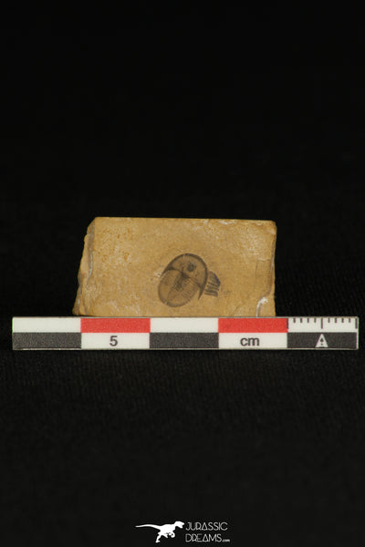 Top Rare Cedaria minor Middle Cambrian Trilobite Utah USA – Jurassic ...