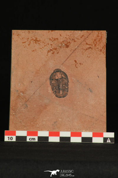 Top Beautiful Modocia weeksensis Upper Cambrian Trilobite Utah USA ...