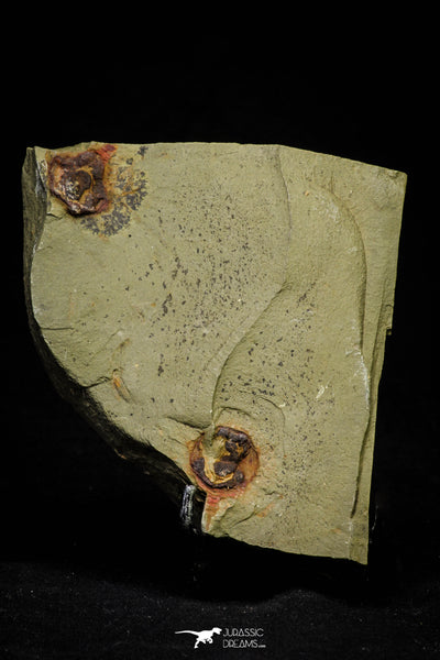 Premium Grade Soft Bodied 2 Xiphosurids (Horseshoe Crab Ancestor) Lower ...