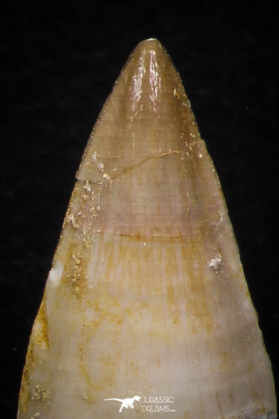 Beautiful Collection of 5 Eremiasaurus heterodontus Teeth Late ...