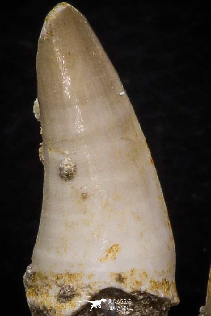 Beautiful Collection of 5 Eremiasaurus heterodontus Teeth Late ...