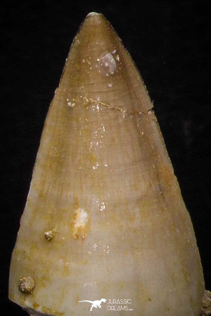 Beautiful Collection of 5 Eremiasaurus heterodontus Teeth Late ...