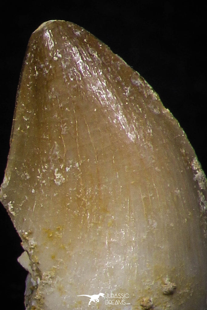 Great Collection of 3 Prognathodon anceps teeth + 1 Halisaurus walkeri ...