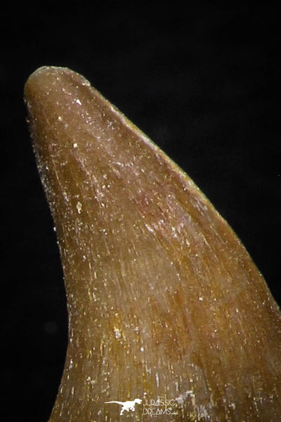 Great Collection of 3 Prognathodon anceps teeth + 1 Halisaurus walkeri ...