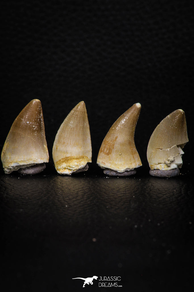 Great Collection of 3 Prognathodon anceps teeth + 1 Halisaurus walkeri ...