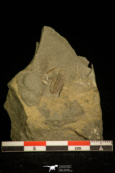 Top Beautiful 0.48 Inch Hydrocephalus minor Middle Cambrian Trilobite ...