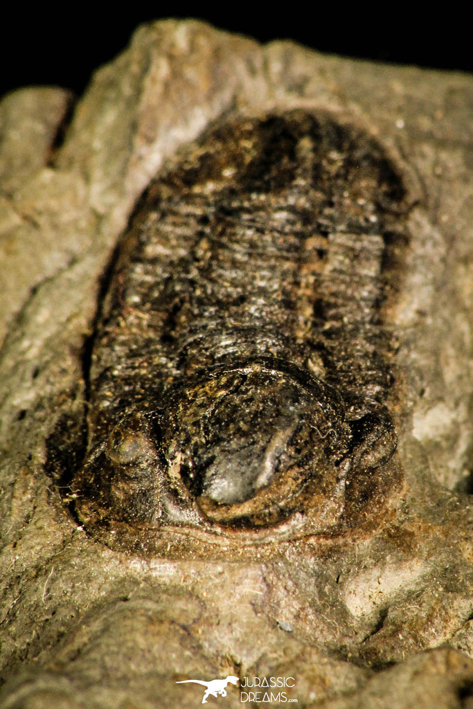 Well Preserved 0.83 Inch Proetus granulosus Devonian Trilobite - France ...