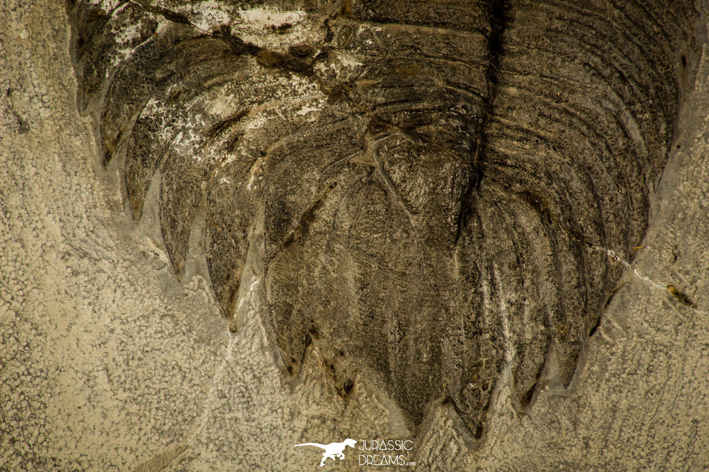 Classic New York Trilobite - Arctinurus Boltoni - Silurian – Jurassic ...