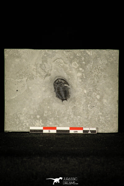 Scarce Dicanthopyge Upper Cambrian Trilobite - Forked Tail – Jurassic ...