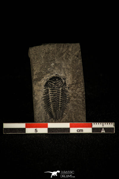 Rare 0.80 Inch Bathynotus kueichouensis Early Cambrian Trilobite ...