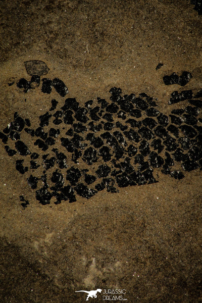Top Rare Devonian Lobed-Fin Fish (Osteolepis panderi) - Scotland ...