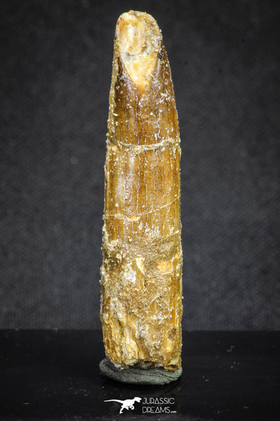 Top Beautiful 2.09 Inch Rebbachisaurus Diplodocoid Sauropod Dinosaur ...