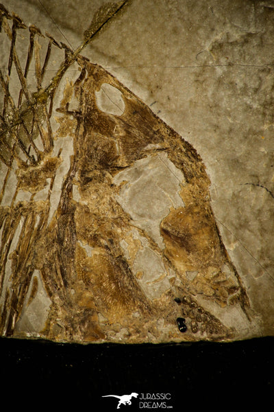 Collector Grade 2.72 Inch Unidentified Pycnodontiform Fish - Eocene ...
