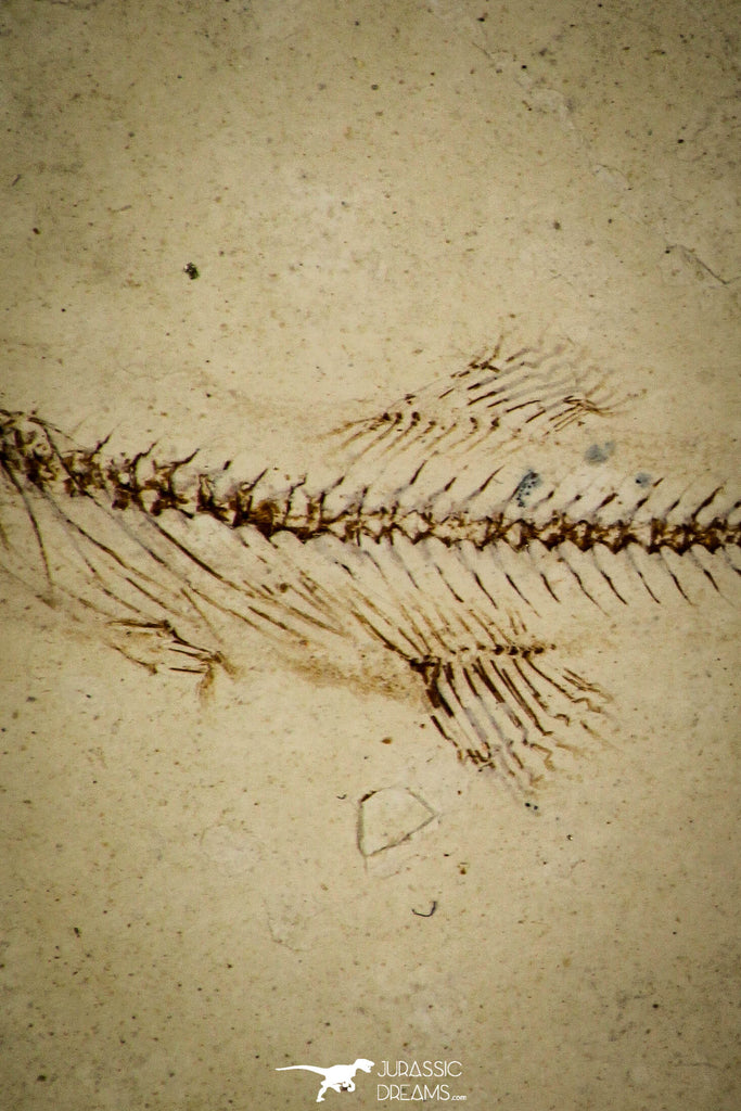 Well Preserved Fossil Fish Fundulus nevadensis Pliocene - Nevada ...