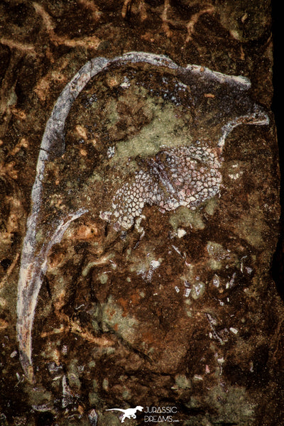 Extremely Rare Cephalaspis sp Devonian Fossil Fish Skull - Polonia ...