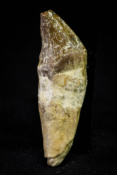 Top Rare 2.02 Inch Pappocetus lugardi (Whale Ancestor) Incisor Rooted ...