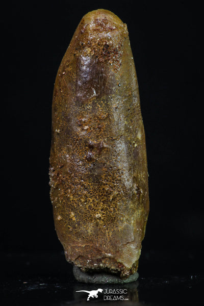 Well Preserved 1.19 Inch Rebbachisaurus Diplodocoid Sauropod Dinosaur ...