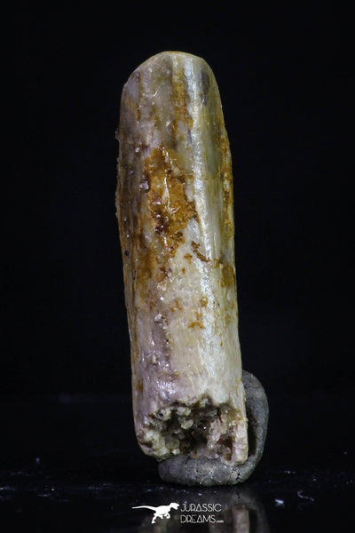 Well Preserved 0.66 Inch Rebbachisaurus Diplodocoid Sauropod Dinosaur ...