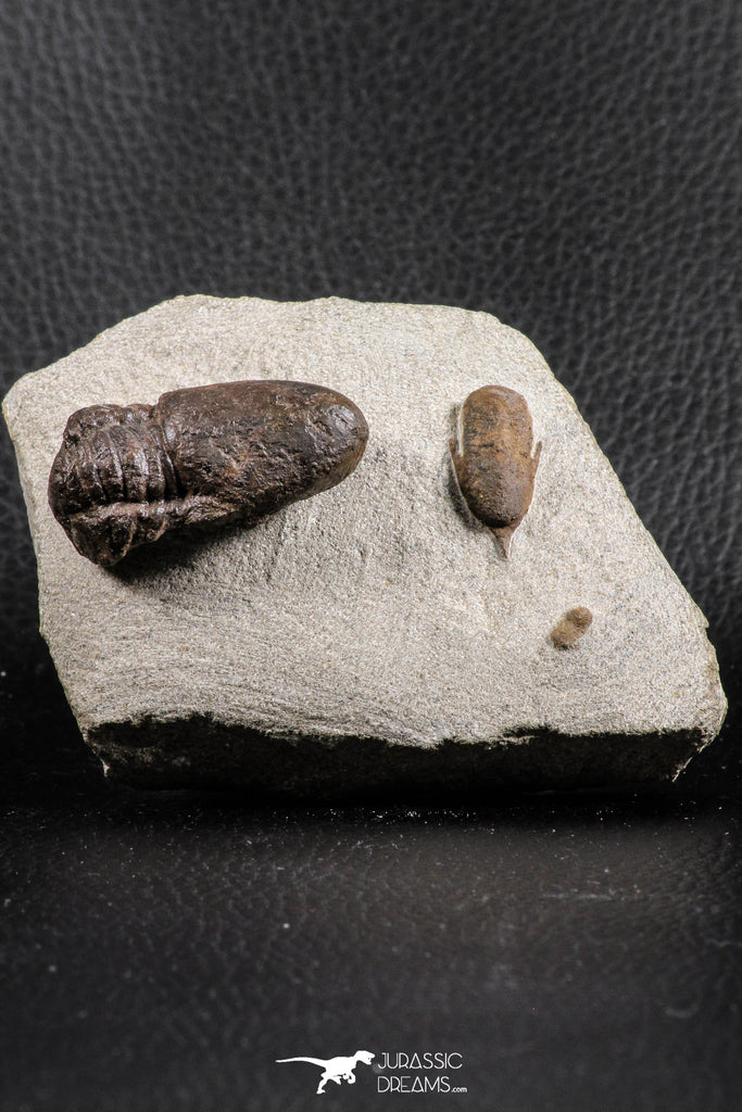 Top Rare Association 2 Symphysops sp Upper Ordovician Trilobites ...