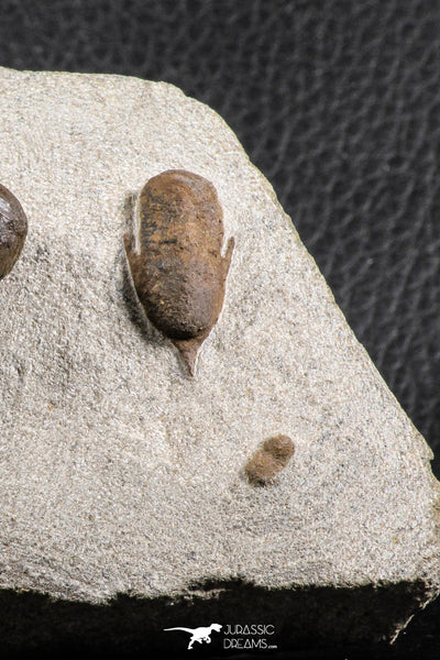 Top Rare Association 2 Symphysops sp Upper Ordovician Trilobites ...