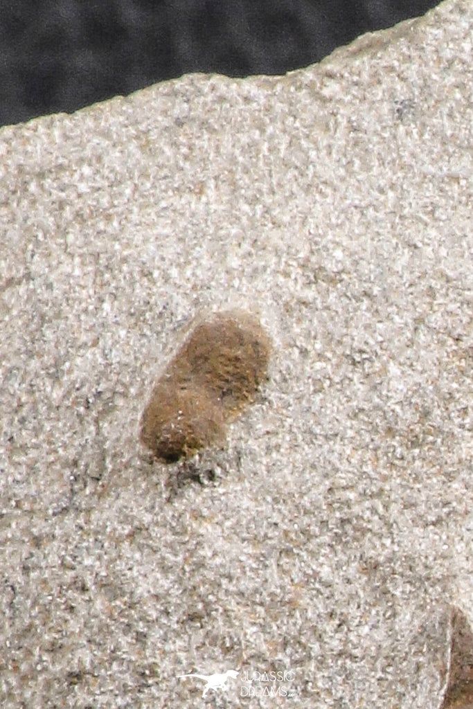 Top Rare Association 2 Symphysops sp Upper Ordovician Trilobites ...