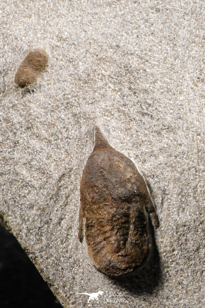 Top Rare Association 2 Symphysops sp Upper Ordovician Trilobites ...
