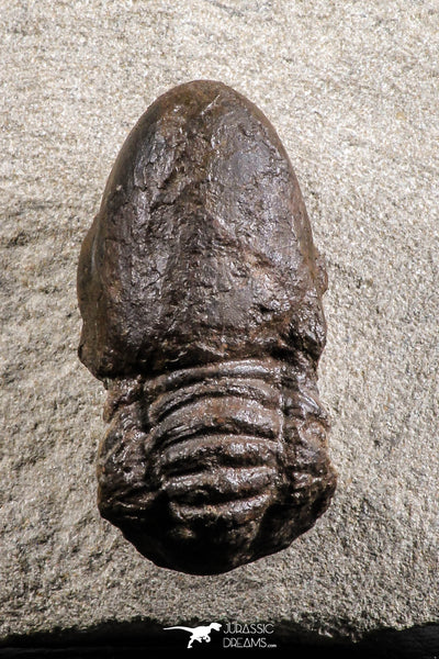 Top Rare Association 2 Symphysops sp Upper Ordovician Trilobites ...