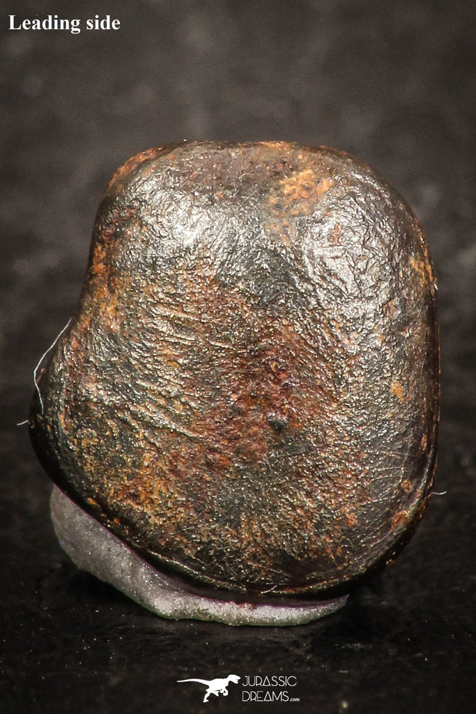 Taza (NWA 859) Iron Ungrouped Plessitic Octahedrite Meteorite 1.5g ...