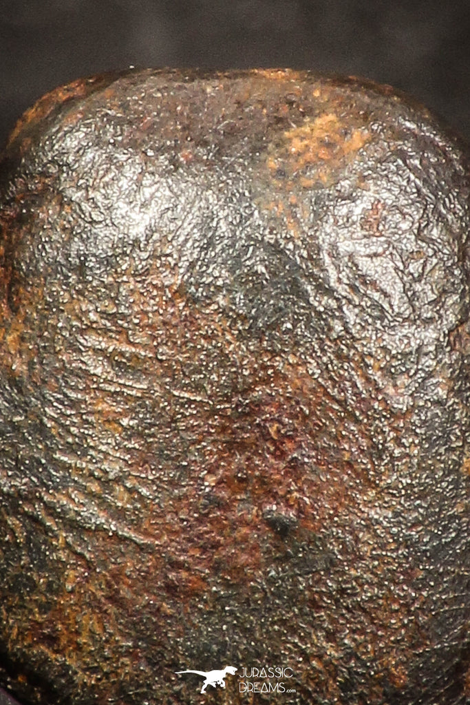 Taza (NWA 859) Iron Ungrouped Plessitic Octahedrite Meteorite 1.5g ...