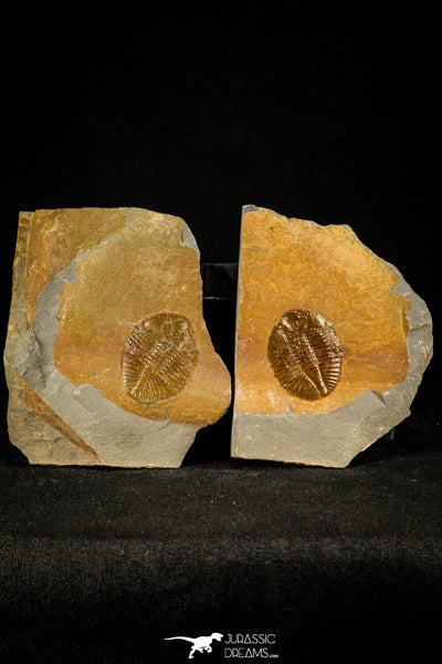 Top Beautiful Ogyginus corndensis Middle Ordovician Trilobite Pos/Neg ...
