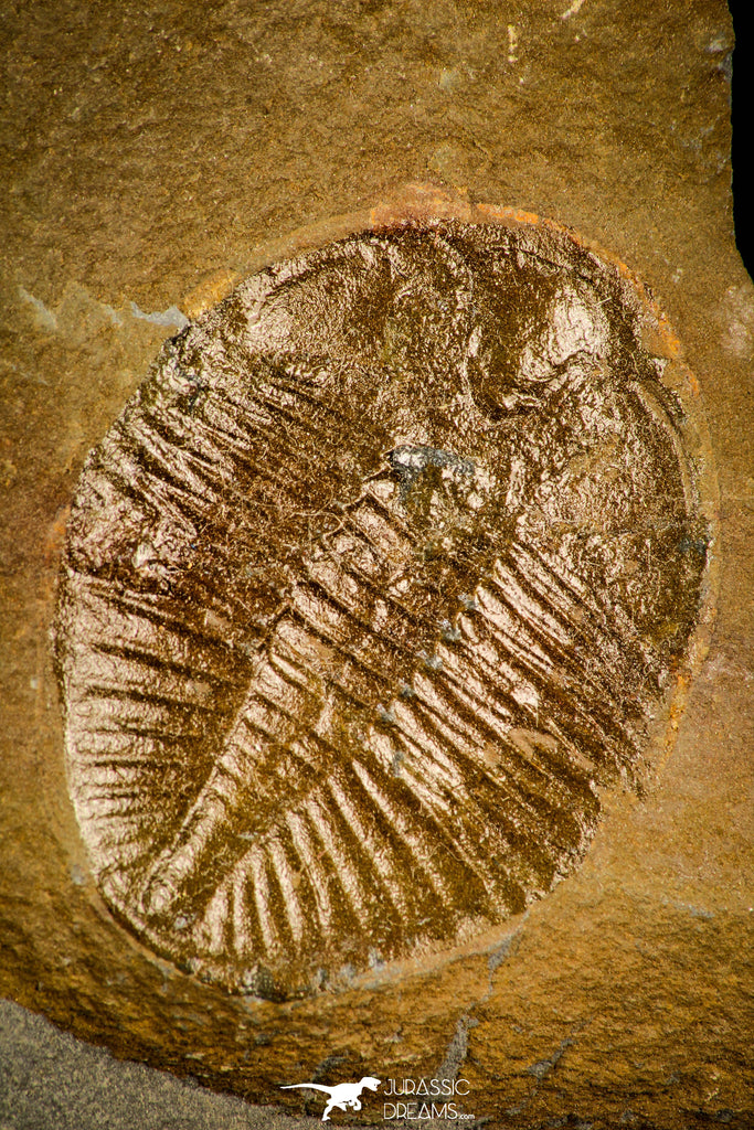 Top Beautiful Ogyginus corndensis Middle Ordovician Trilobite Pos/Neg ...