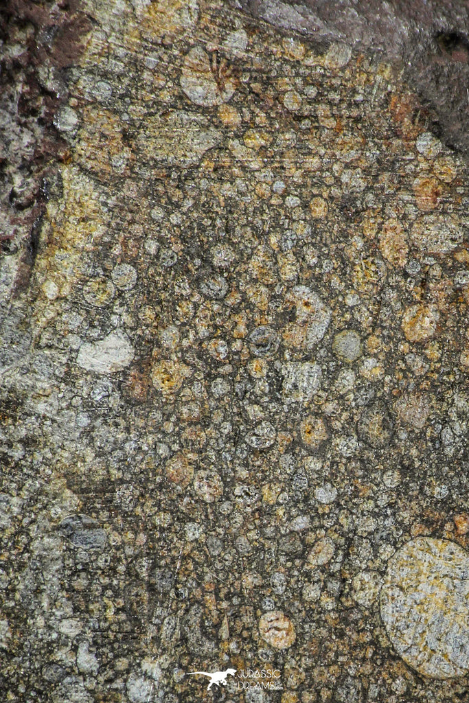 Chondrite LL3.00 Polished Section 50.6g – Jurassic-Dreams.com