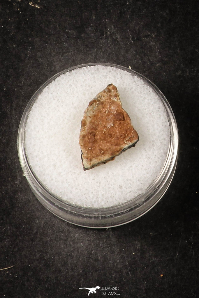 Great Collection of 5 Oviraptor Egg Shell Gobi Desert Djadokhta ...