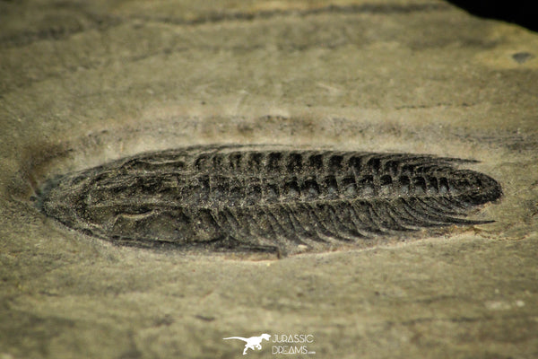 Well Preserved 0.93 Inch Modocia typicalis Middle Cambrian Trilobite ...