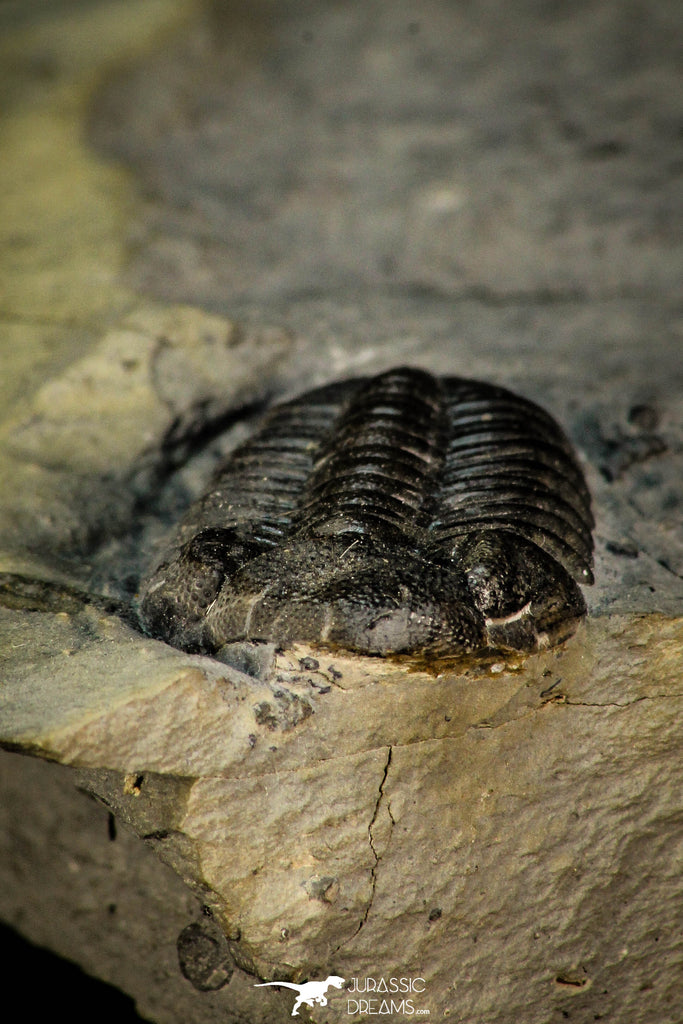 Beautiful 0.88 Inch Phacops rana milleri Devonian Trilobite - New York ...