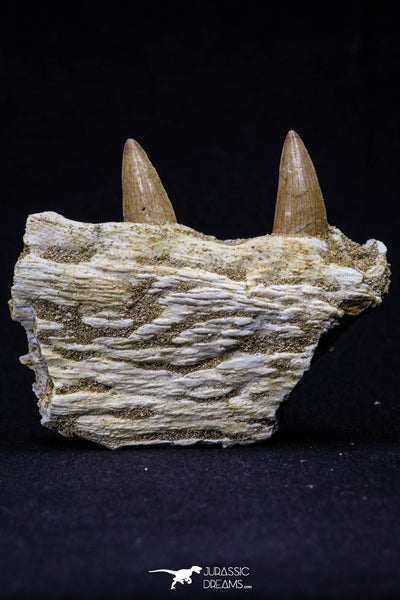 Nice 2.69 Inch Dyrosaurus phosphaticus Left Maxillary Fragment ...