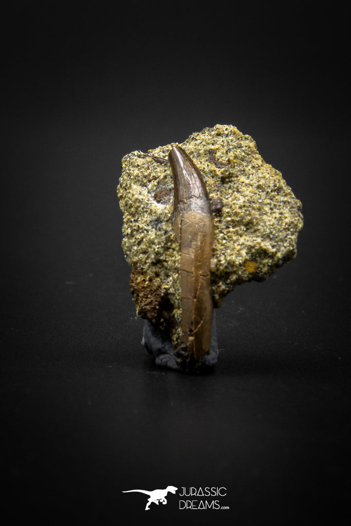 Top Rare 1.04 Inch Didelphodon Rooted Skull Tooth Dinosaur Age Mammal ...