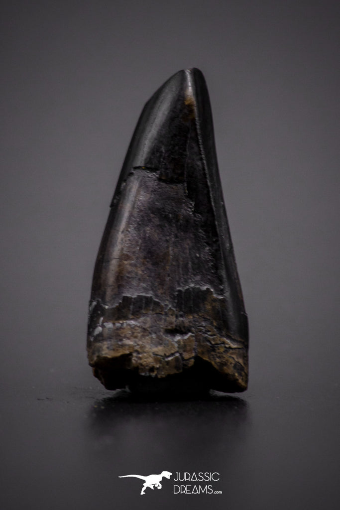 Nicely Preserved 0.73 Inch Aublysodon Nano Tyrannosaur Premaxillary ...