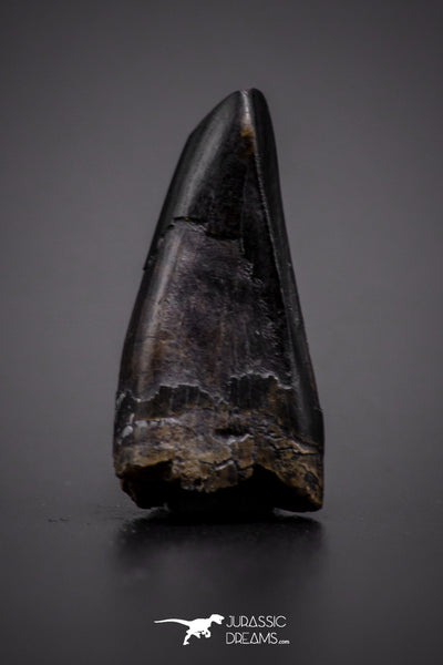 Nicely Preserved 0.73 Inch Aublysodon Nano Tyrannosaur Premaxillary ...