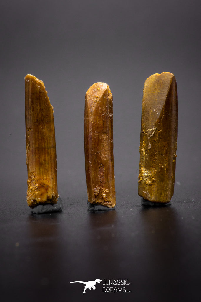Great Collection of 3 Rebbachisaurus Diplodocoid Sauropod Dinosaur ...