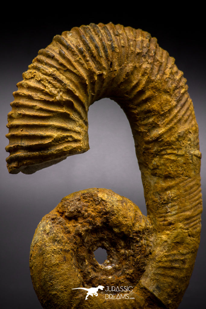 3.42 Inch Beautiful Heteromorph Ammonites ANCYLOCERAS Upper Cretaceous ...