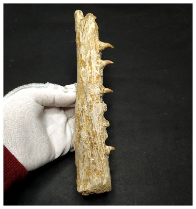 Amazing Large Halisaurus arambourgi (Mosasaur) Partial Left Hemi Jaw ...