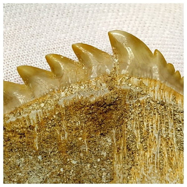 Nicely Preserved Notidanodon loozi (Cow Shark) Tooth – Jurassic-Dreams.com