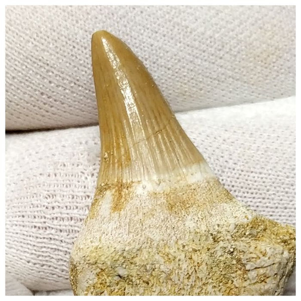 Finest Grade Rooted Platecarpus ptychodon (Mosasaur) Tooth – Jurassic ...