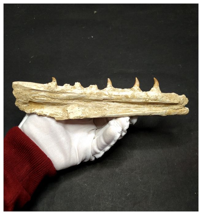 Amazing Large Halisaurus arambourgi (Mosasaur) Partial Left Hemi Jaw ...